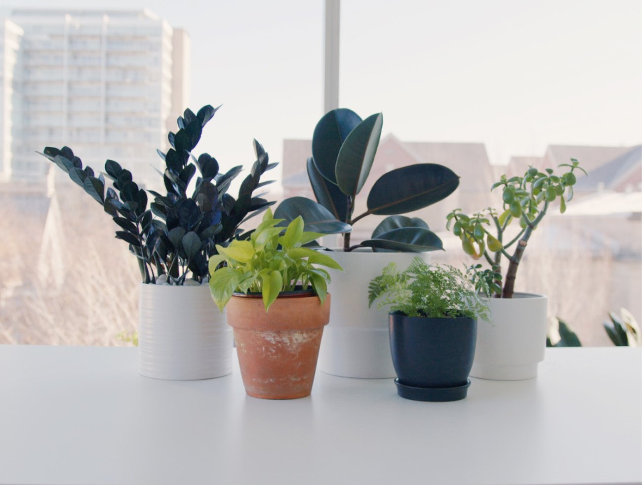 Tips for Incorporating Plants into the Workplace